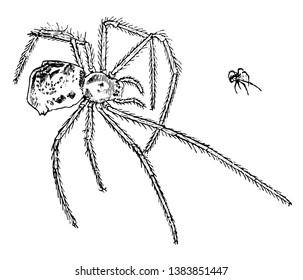231 Spider 8 Legs Stock Vectors, Images & Vector Art | Shutterstock