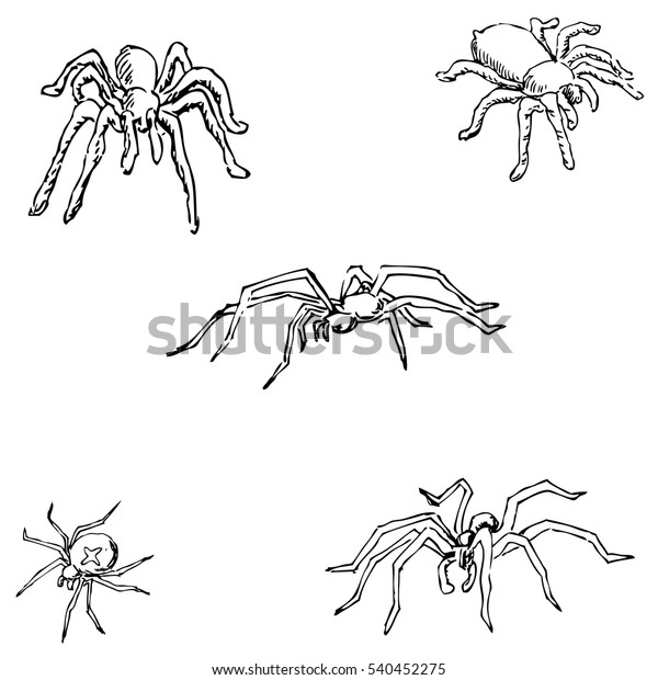 Spiders Sketch By Hand Pencil Drawing 스톡 벡터(로열티 프리) 540452275 ...