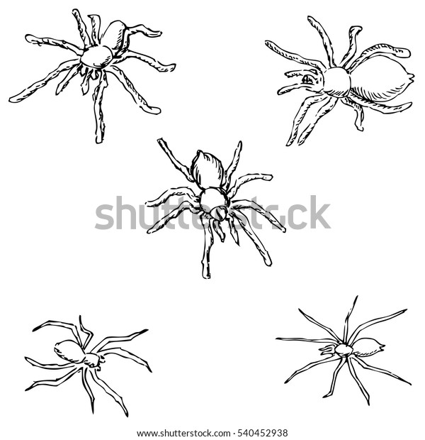 Spiders Sketch By Hand Pencil Drawing Stock Vector (Royalty Free ...