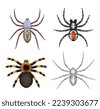 26+ Thousand Spider Top View Royalty-Free Images, Stock Photos ...