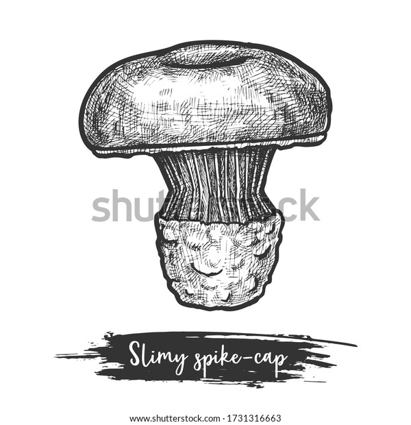 Spikecap Slimy Spike Cap Sketch Hand Stock Vector (Royalty Free ...