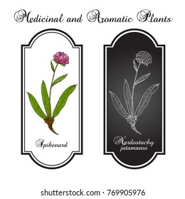 Spikenard Nardostachys Jatamansi Nard Nardin Muskroot Stock Vector ...
