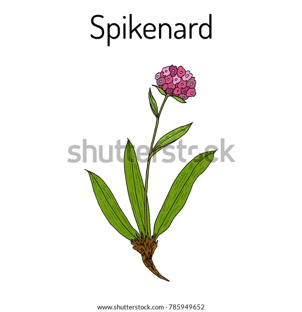 Spikenard Nardostachys Jatamansi Nard Nardin Muskroot Stock Vector ...