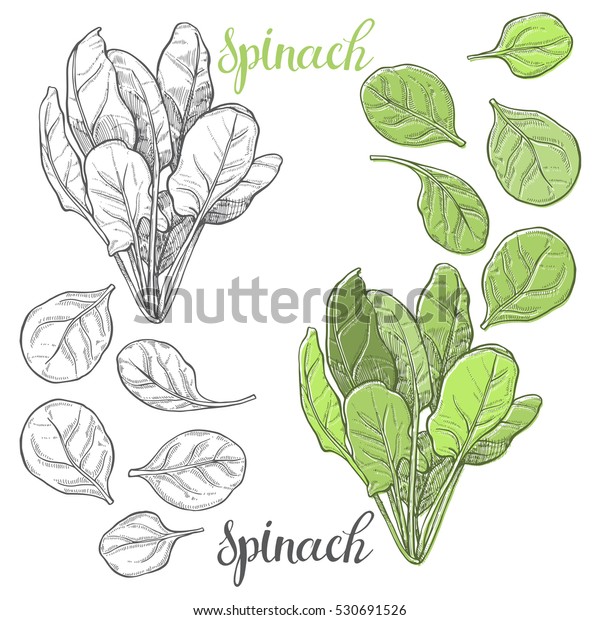 Spinach Hand Drawn Vector Illustration Sketch Stock Vector (Royalty ... Spinach Hand Drawn Vector Illustration Sketch Stock Vector (Royalty ...