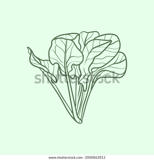 Spinach Line Vector Illustration Detailed Food Stock Vector (Royalty ...