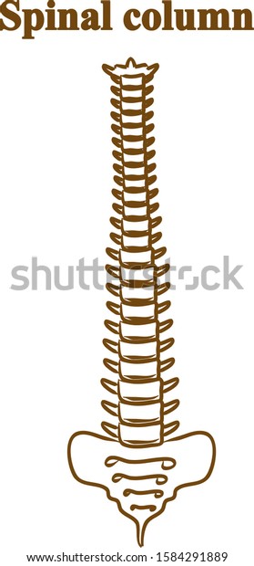Spinal Column Graphic Illustration Hand Drawing 스톡 벡터(로열티 프리 ...