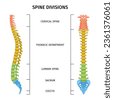 135,549 Spine Anatomy Royalty-Free Images, Stock Photos & Pictures ...