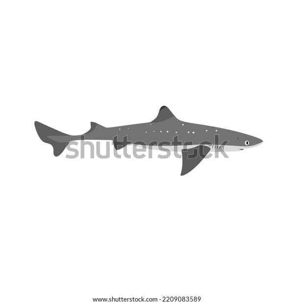 Spiny Dogfish Squalus Acanthias Known Spurdog Stock Vector (Royalty ...