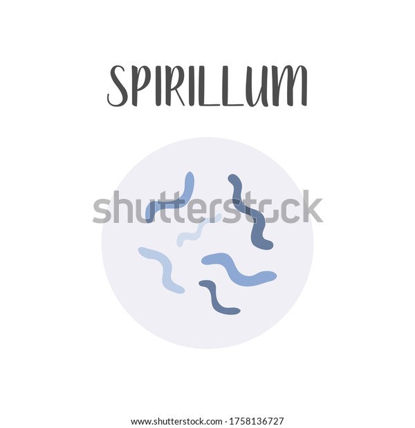 Spirillum Bacteria Classification Spiral Shapes Bacteria Stock Vector ...