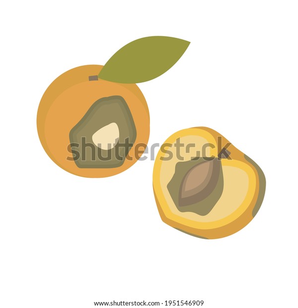 Spoiled Apricot Isolated Damaged Rotten Peach Stock Vector (Royalty ...