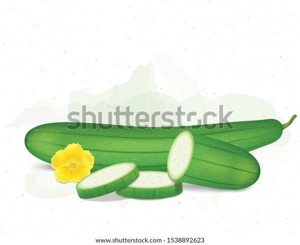 Sponge Gourd Half Cut Sponge Gourd Stock Vector (Royalty Free ...