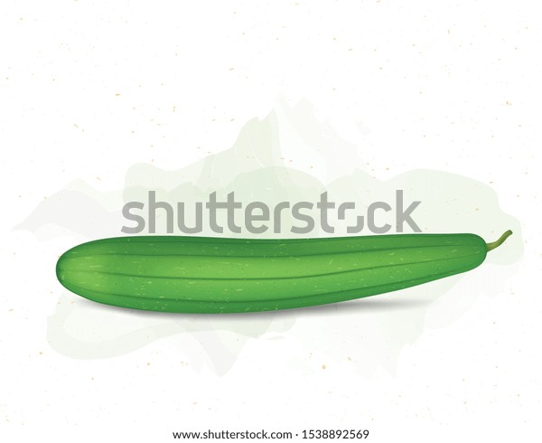Sponge Gourd Vector Illustration White Background Stock Vector (Royalty ...