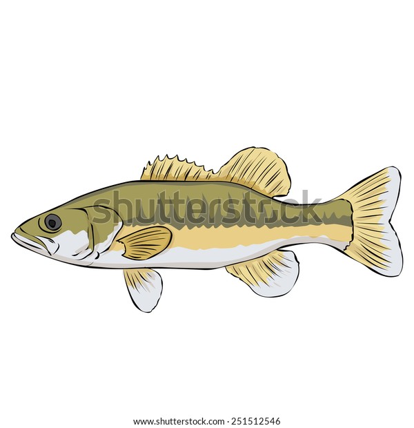 Spotted Bass Hand Drawn Vector Illustration Stock Vector (Royalty Free ...