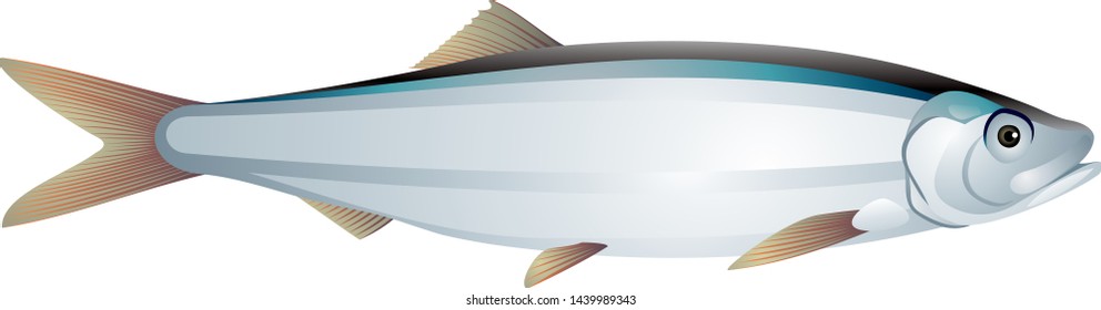 Sprat Fish Realistic Vector Illustration On Stock Vector (Royalty Free ...