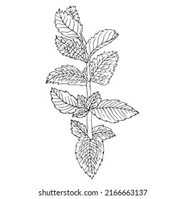 382 Mentha draw Images, Stock Photos & Vectors | Shutterstock
