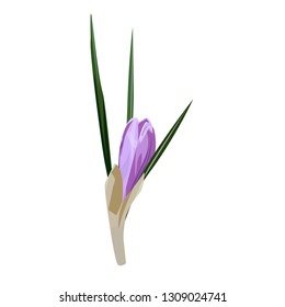 Spring Flower Crocus Vector Illustration Isolated Stock Vector (Royalty ...