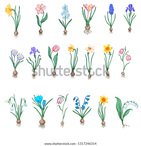 Spring Flowers Set Hand Drawn Illustration Stock Vector (Royalty Free ...