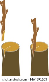 Spring Grafting Tree Cleft Graft Stock Vector (Royalty Free) 1464391106
