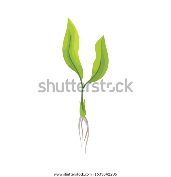 Sprout Grape Plant Weak Roots Isolated Stock Vector (Royalty Free ...