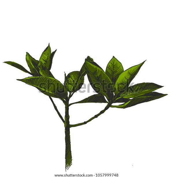 Sprout Leaves Colored Drawing Vector Sketch Stock Vector (Royalty Free ...