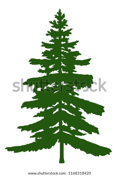 Spruce One Species Conifers Vector Illustration Stock Vector (Royalty ...