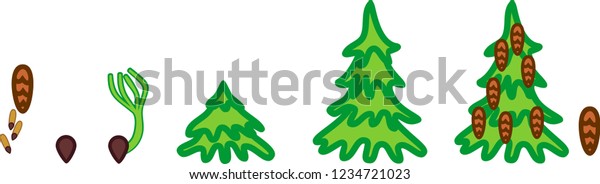 Spruce Tree Life Cycle Stages Growth Stock Vector (Royalty Free) 1234721023