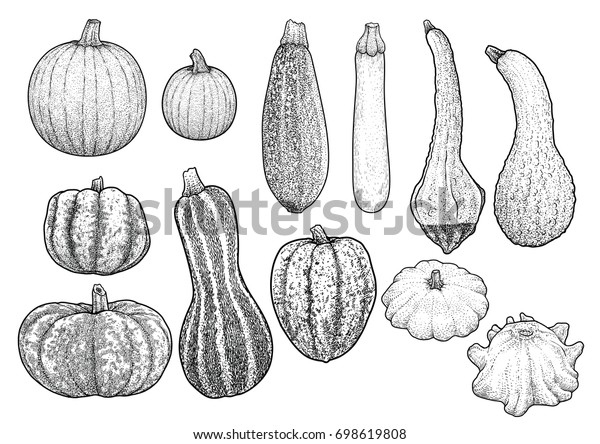 Squash Collection Illustration Drawing Engraving Ink Stock Vector ...