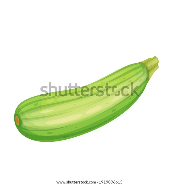 Squash Vegetable Vector Illustration Cartoon Style Stock Vector ...