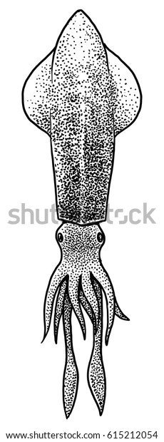 Squid Illustration Drawing Engraving Ink Line: เวกเตอร์สต็อก (ปลอดค่า ...