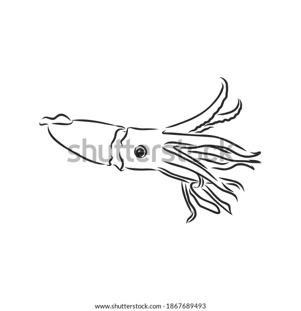 Squid Vector Isolated Illustration Ink Hand Stock Vector (Royalty Free ...
