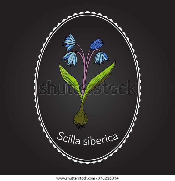 Squill Scylla Spring Flower Botanical Handdrawn Stock Vector (Royalty ...
