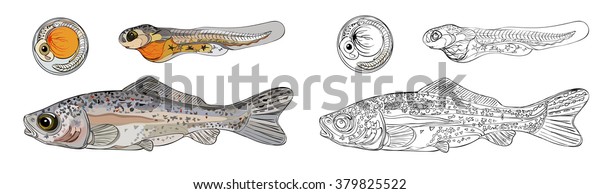 Stage Development Fish Vector Image Stock Vector (Royalty Free) 379825522