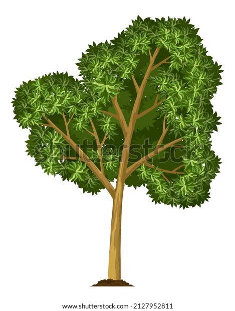 Stage Tree Growth Large Tree Growth Stock Vector (Royalty Free ...