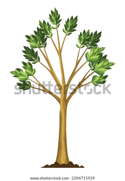 Stage Tree Growth Large Tree Growth Stock Vector (Royalty Free ...