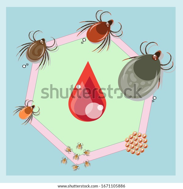 Stages Development Tick On Colored Background Stock Vector (Royalty ...