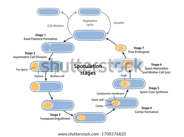 Stages Endospore Formation Description Steps Cell: เวกเตอร์สต็อก (ปลอด ...