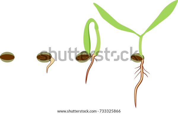 Stages Germination Seed On White Background Stock Vector (Royalty Free ...