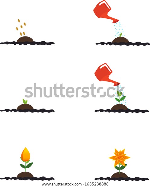 Stages Growing Flower Vector Illustration Cartoon Stock Vector (Royalty ...