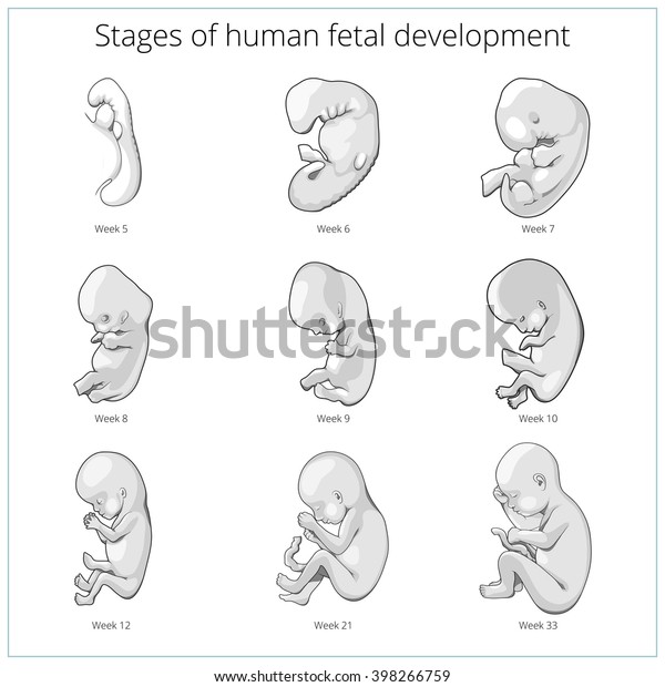 Stages Human Fetal Development Schematic Vector 스톡 벡터 로열티 프리 398266759