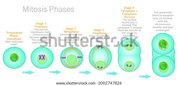 Stages of Mitosis phases. Cell division diagram. Anaphase, telophase ...