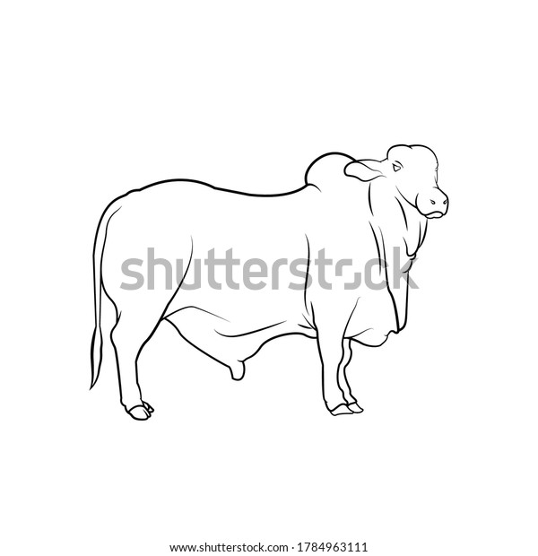 Stand Cow Side View Line Art Stock Vector (Royalty Free) 1784963111 ...