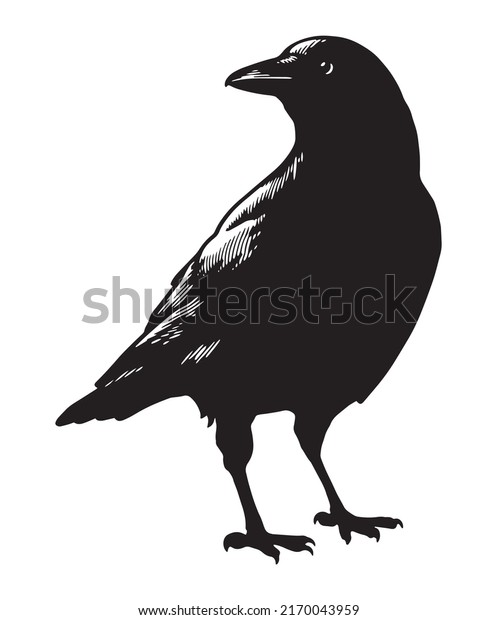Standing Crow Hand Drawn Illustration Stock Vector (Royalty Free ...