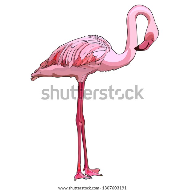 Standing Flamingo Vector Illustration Stock Vector (Royalty Free ...