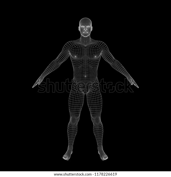 Standing Man Wireframe Human Body Vector Stock Vector (Royalty Free ...