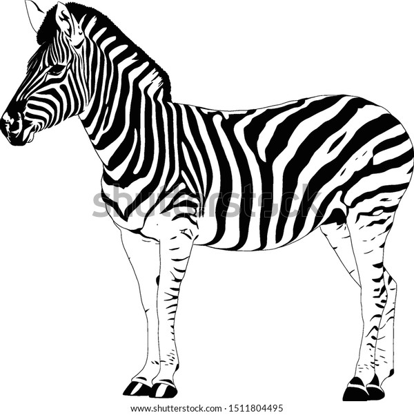 Standing Zebra Black White Vector Illustration 库存矢量图（免版税）1511804495 ...