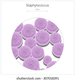 Staphylococcus Bacterium Vector Illustration Stock Vector (Royalty Free ...