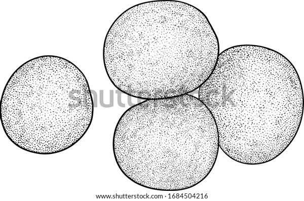 Staphylococcus Virus Bacteria Illustration Drawing Engraving: เวกเตอร์ ...