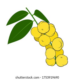 8,602 Star gooseberry Images, Stock Photos & Vectors | Shutterstock