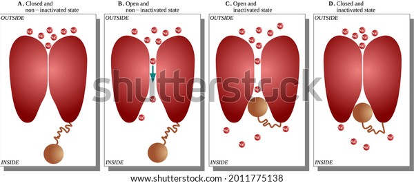 States Voltage Dependent Sodium Channel Inactivation Stock Vector ...