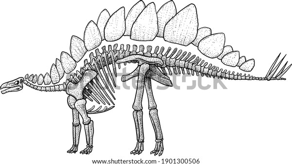 Stegosaurus Skeleton Illustration Drawing Engraving Ink Stock Vector ...